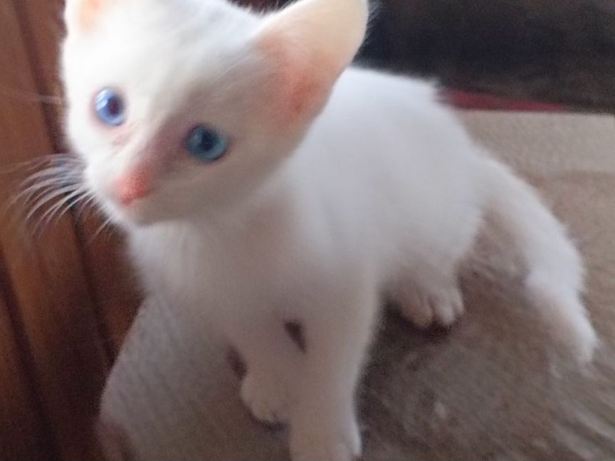 Котята као мани