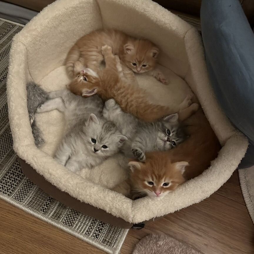 Сибирские котята