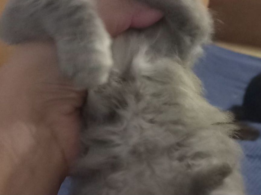 Сибирские котята