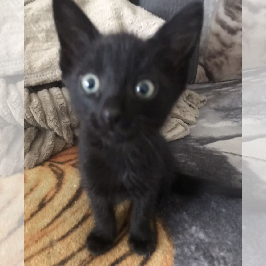 Котёнок в добрые руки