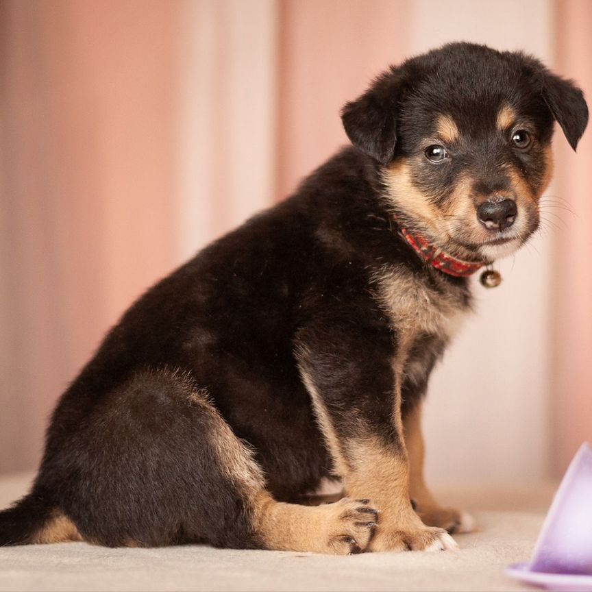 Щенок в добрые руки