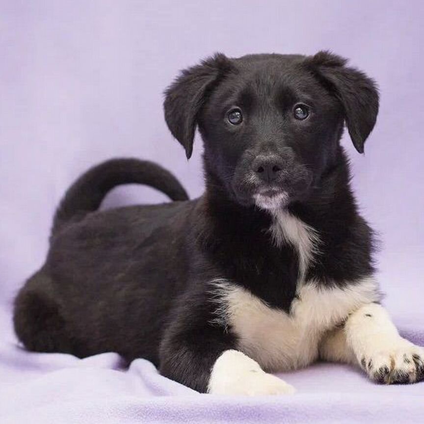 Сибирский хаски, щенок