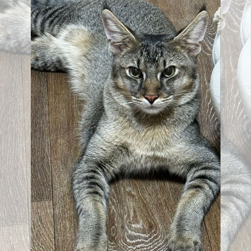 Чаузи котёнок