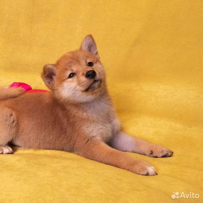 Породные Сибушки (Акита) с документами РКФ