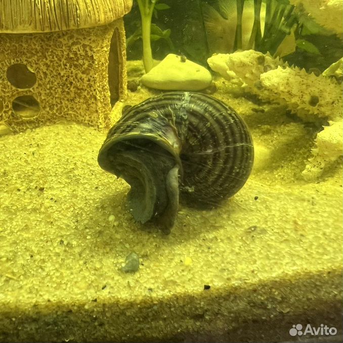 Улитки маленькие ампулярии черничные и желтые