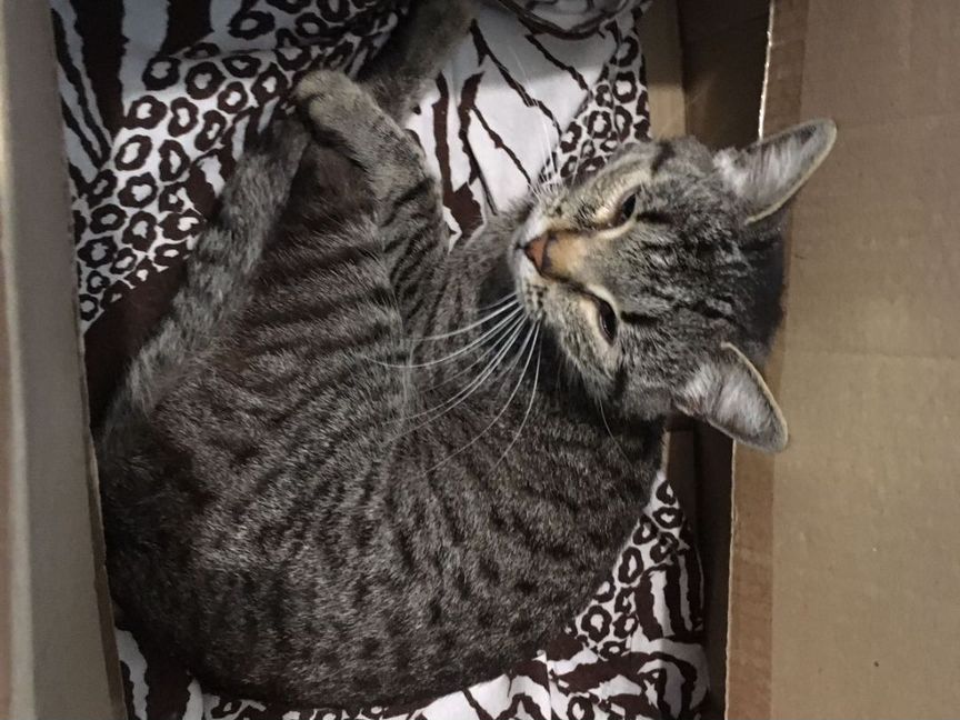Котенок подкидыш