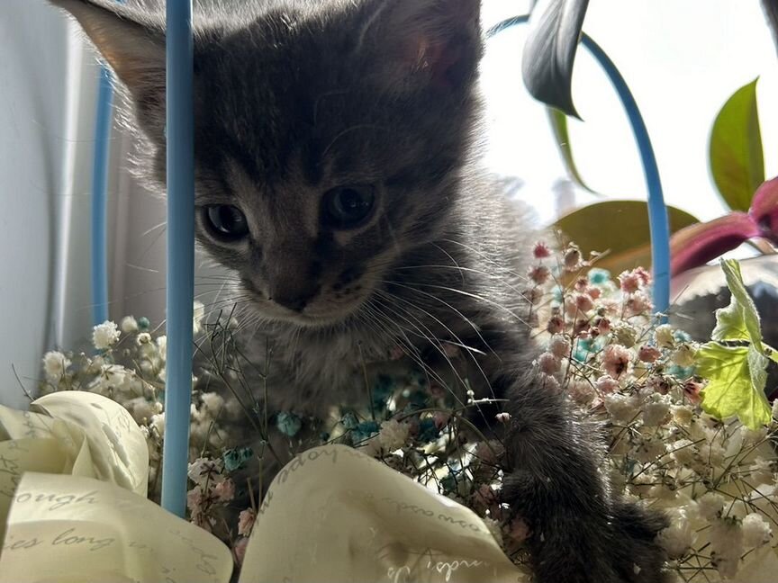 Котята в хорошие руки