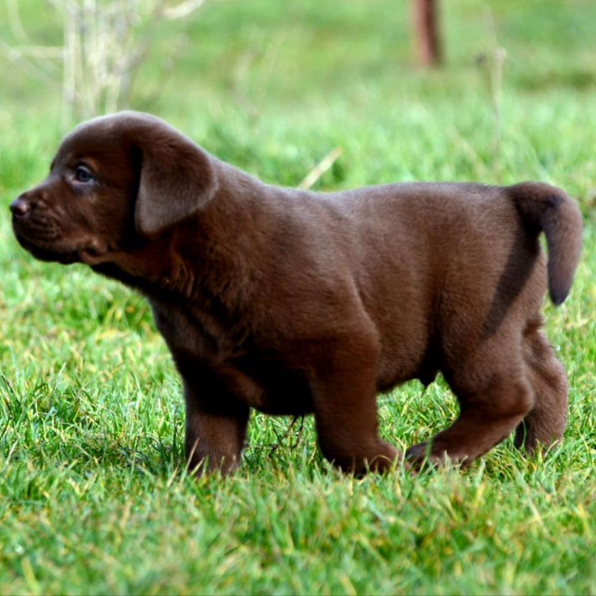Лабрадор-ретривер, щенок