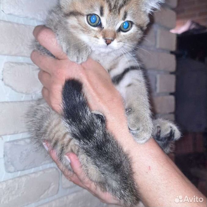 Британский котик Тигрёнок