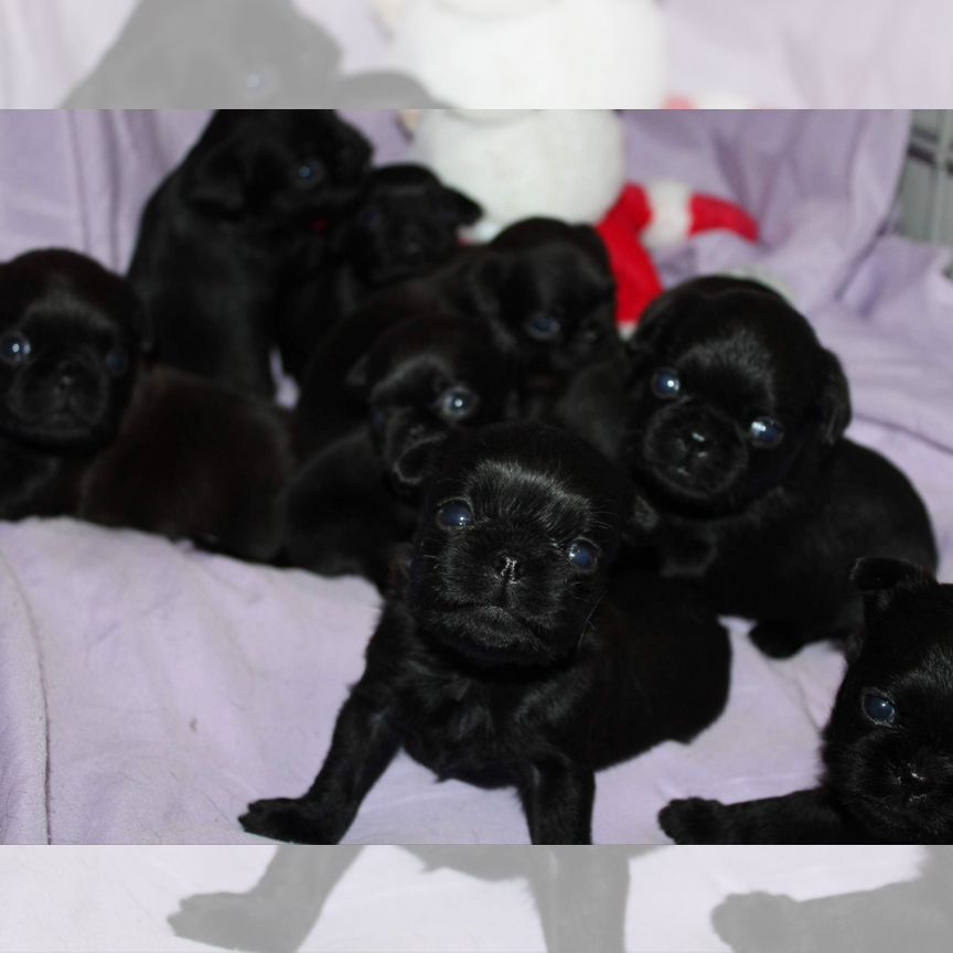 Бельгийский гриффон, щенок