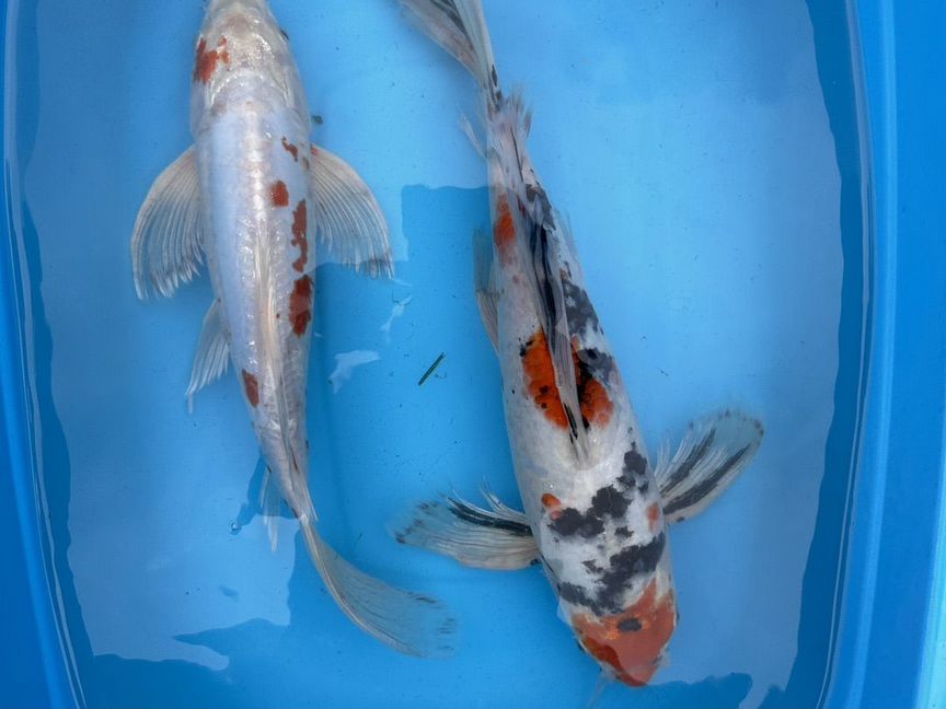 Карп кои батерфляй