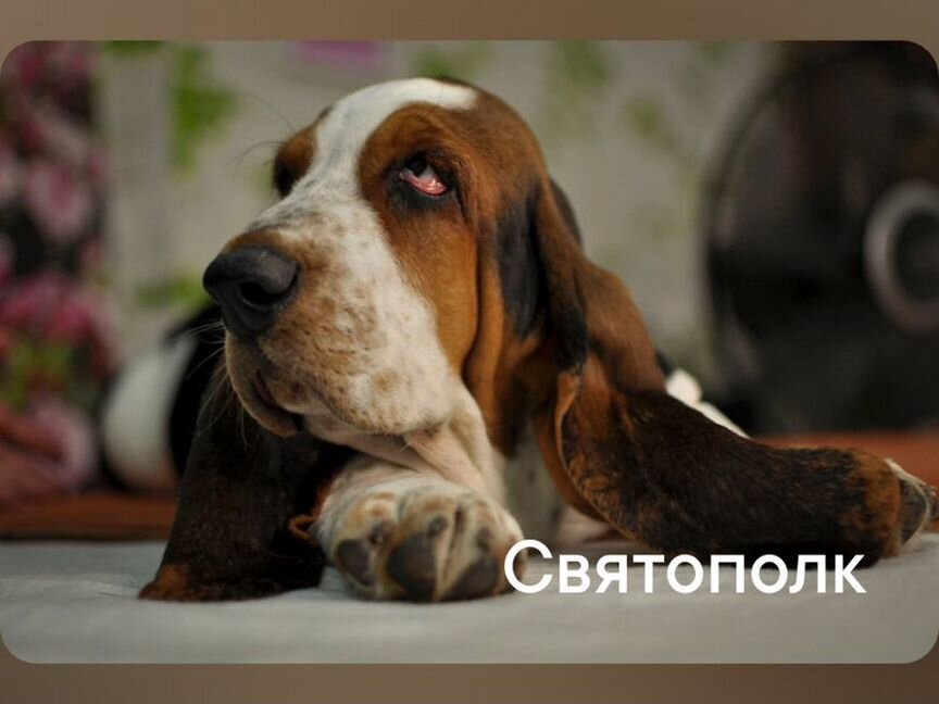 Щенки бассет хаунда