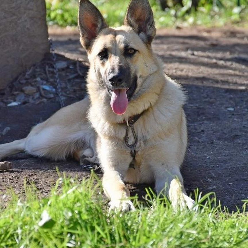 Отдам собаку в добрые руки