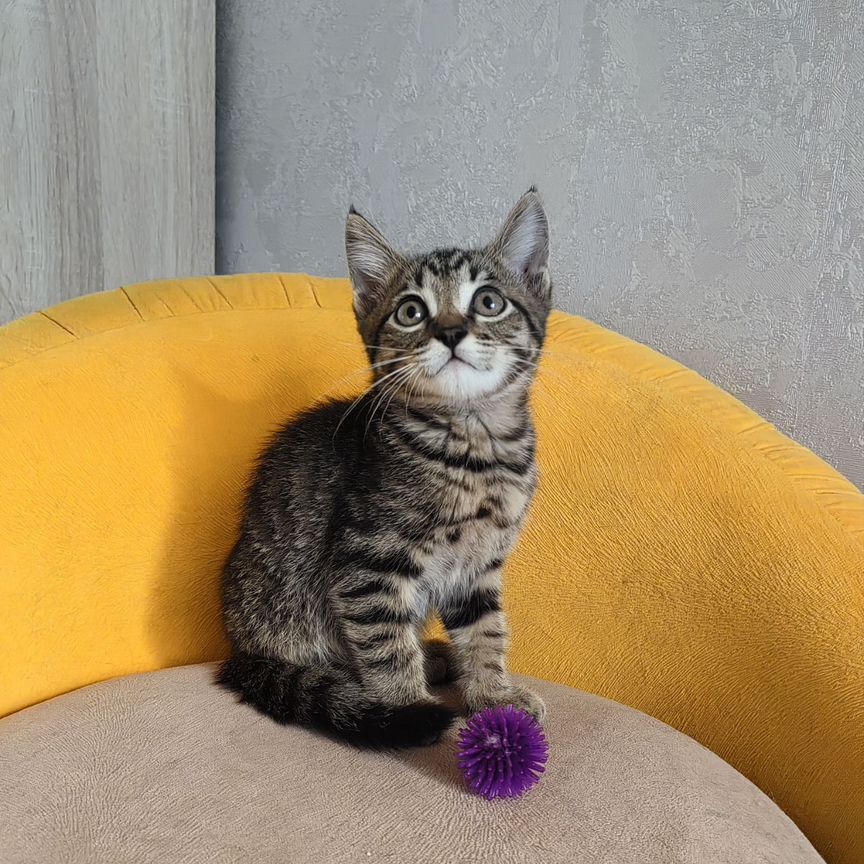 Отдадим котенка