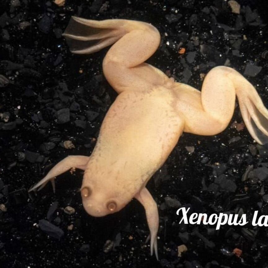 Шпорцевая лягушка. (Xenopus laevis )