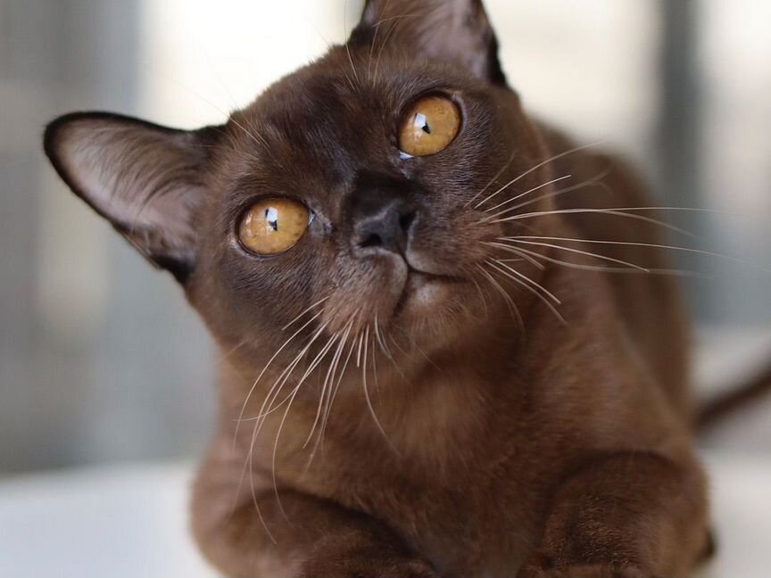 Бурманская девочка