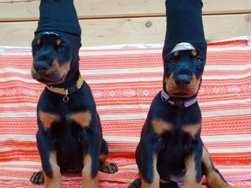 Доберманчики РКФ