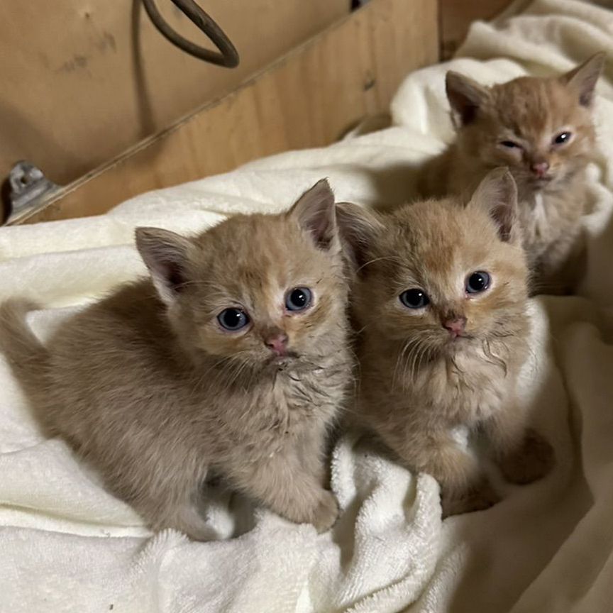 Шотландский вислоухий длинношёрстный котёнок