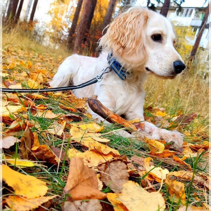 Отдам в добрые руки русского спаниеля