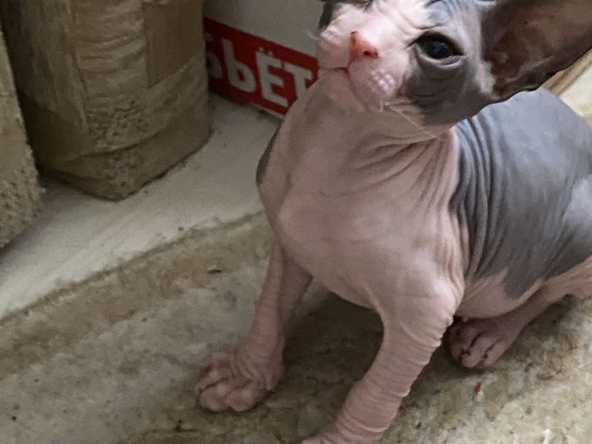 Донской сфинкс котята
