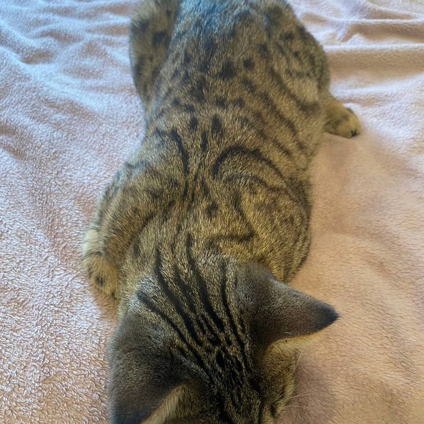 Котик