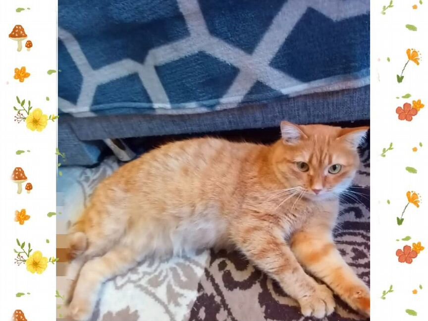 Кошечка ищет дом