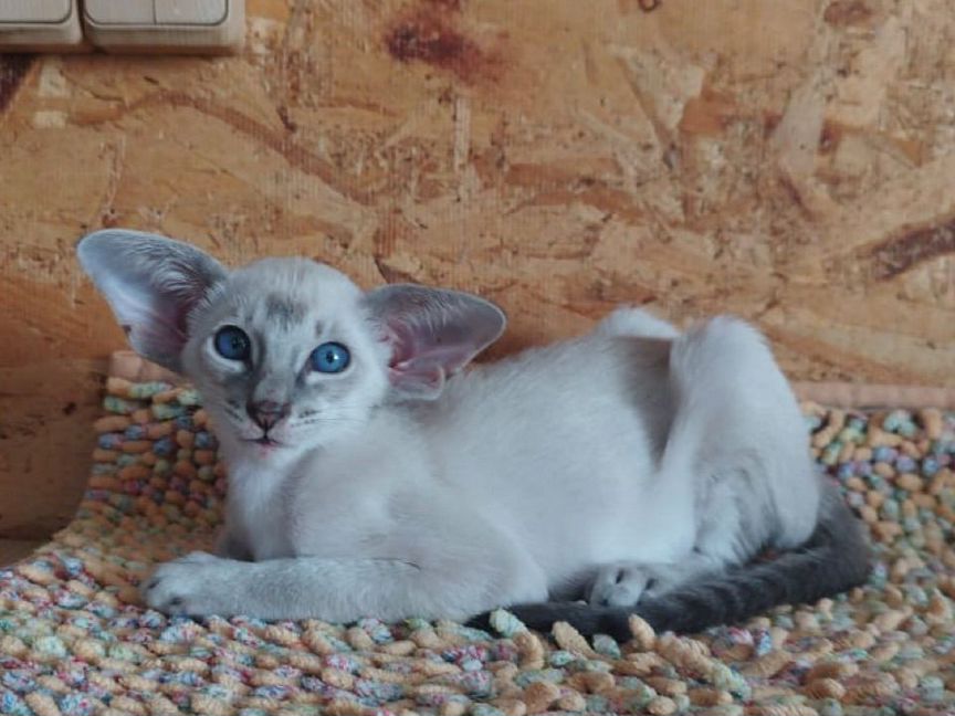 Ориентальный котик