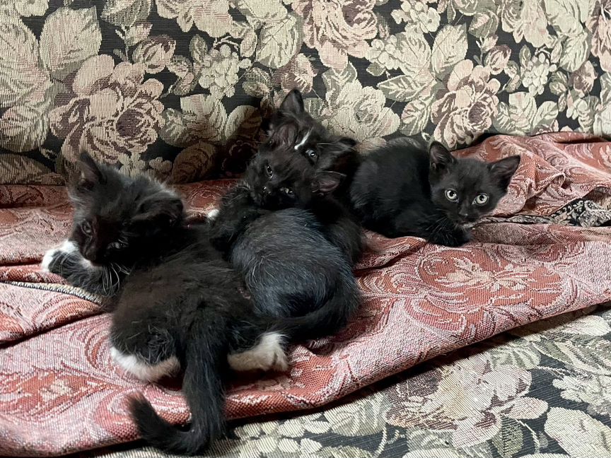 Котята в добрые руки бесплатно