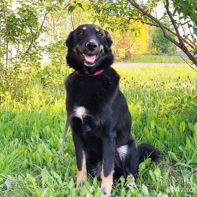 Собака девочка Боня 1,5 года