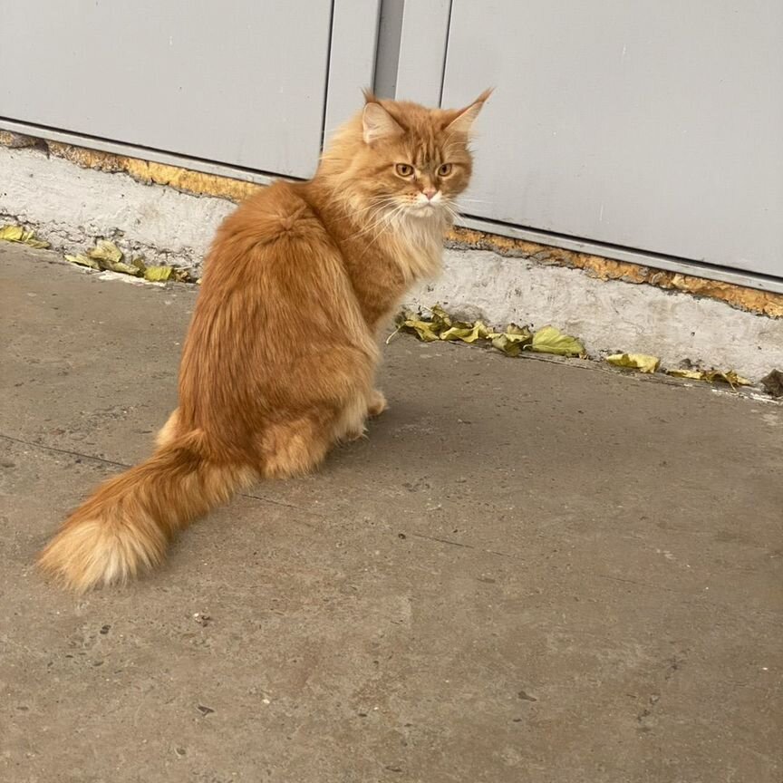 От дам кошку майкун