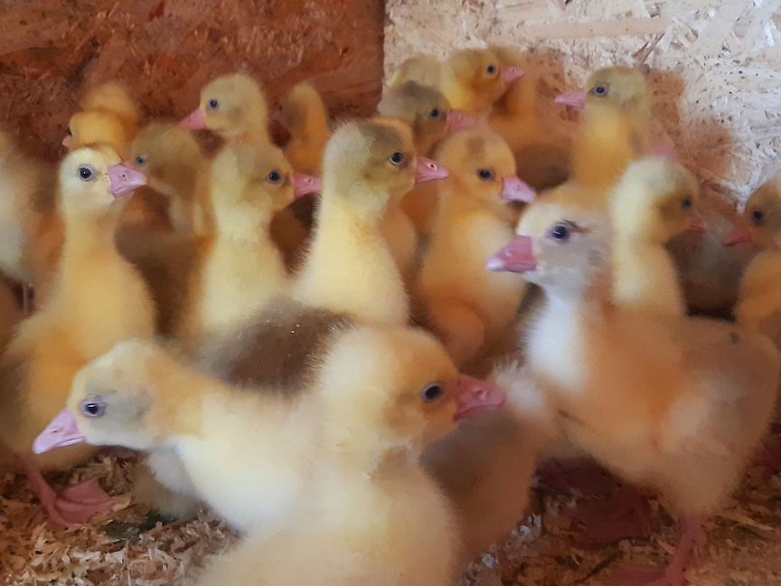 Гусята Итальянские