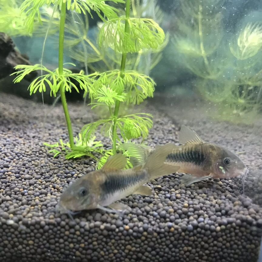 Сомики коридорасы