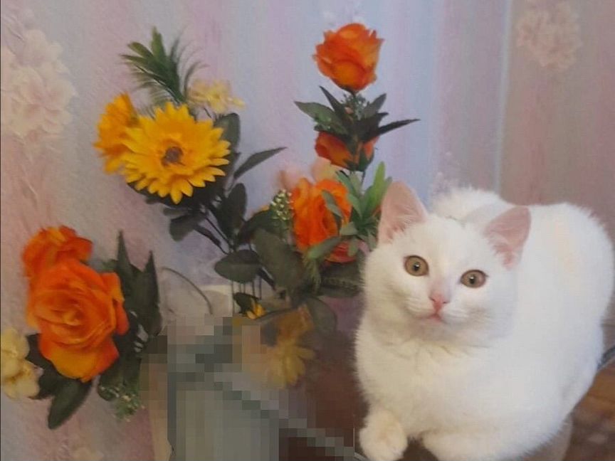 Дворовый котенок