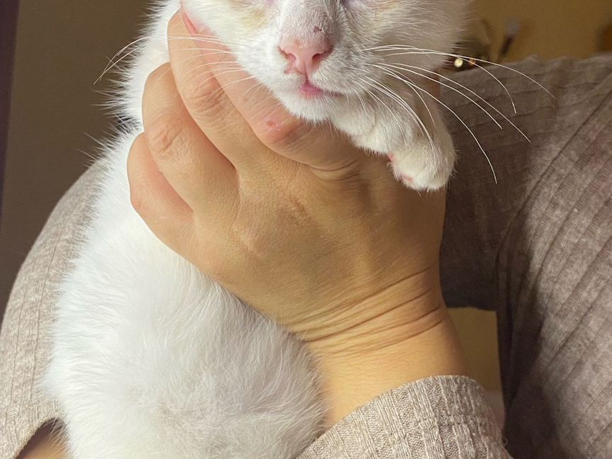 Отдам котика