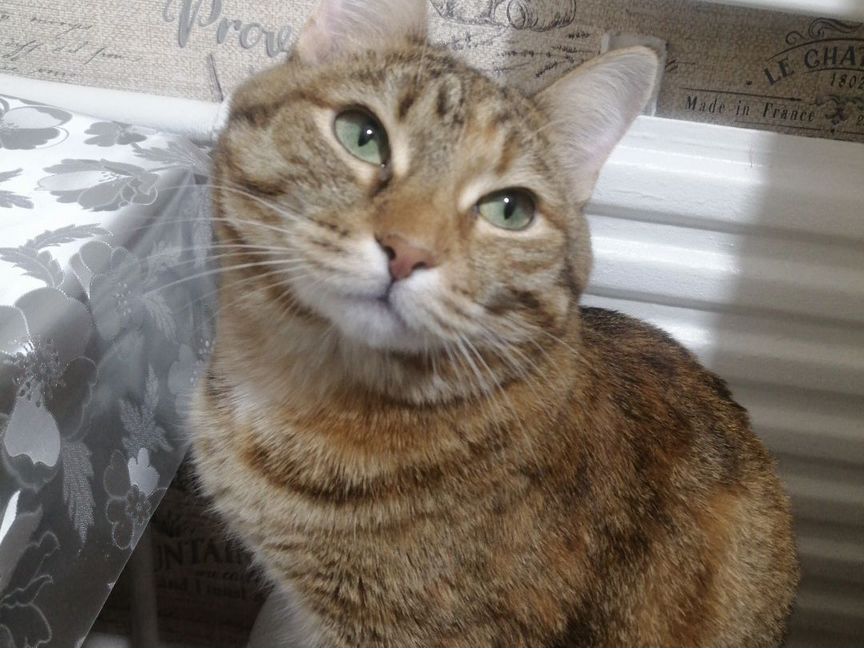 Гладкошерстная кошка, потеряшка