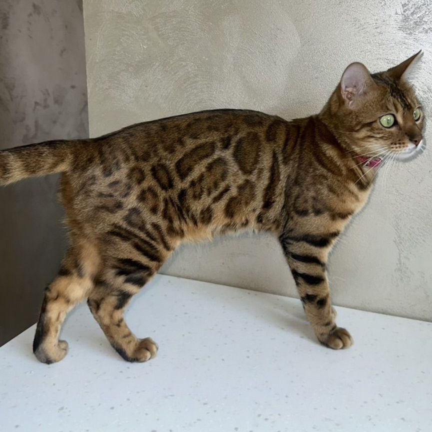 Бенгальская, взрослая кошка