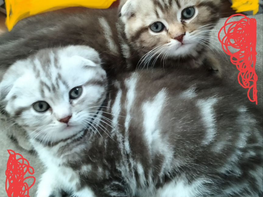 Шотландские вислоухие котята