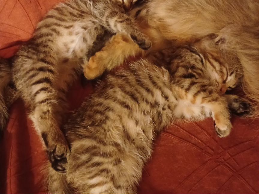 Кошка