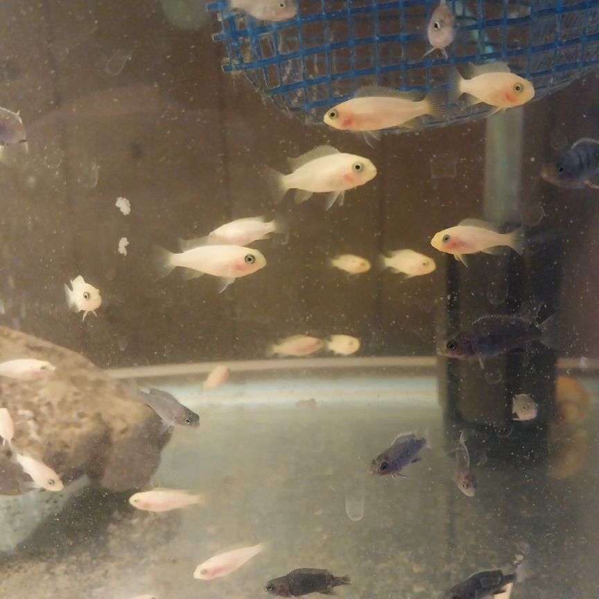 Малавийские цихлиды