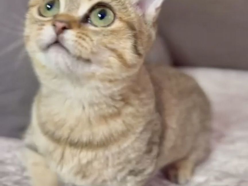 Манчкин стандарт - кошечка