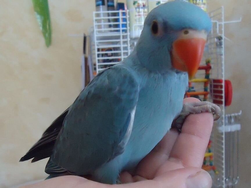 Попугай от говорящих родителей