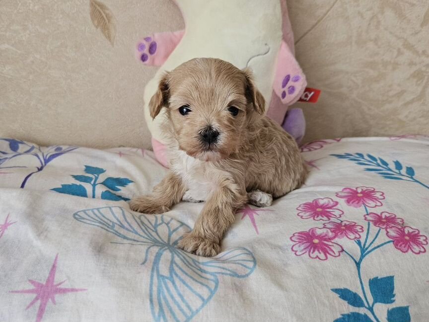 Мальтипу.Мини мега красавец мальчик