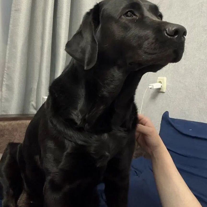 Лабрадор-ретривер, взрослая собака