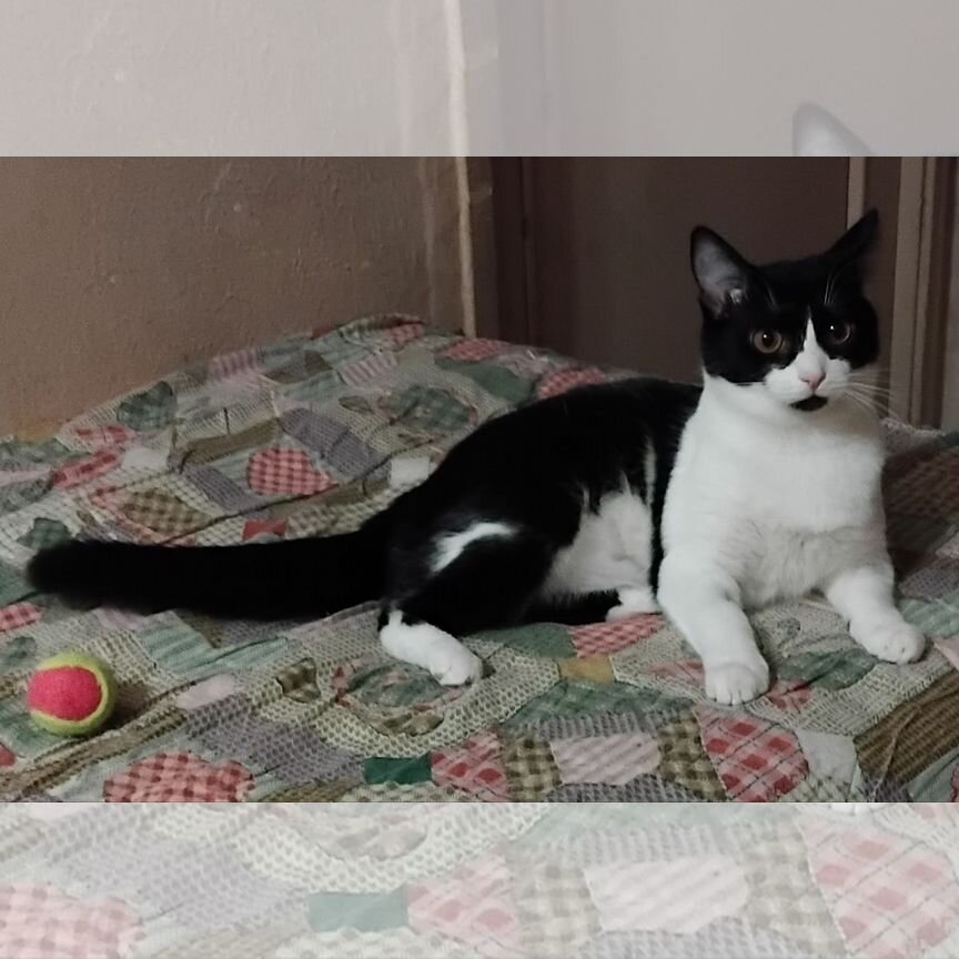 Европейский короткошёрстный котёнок