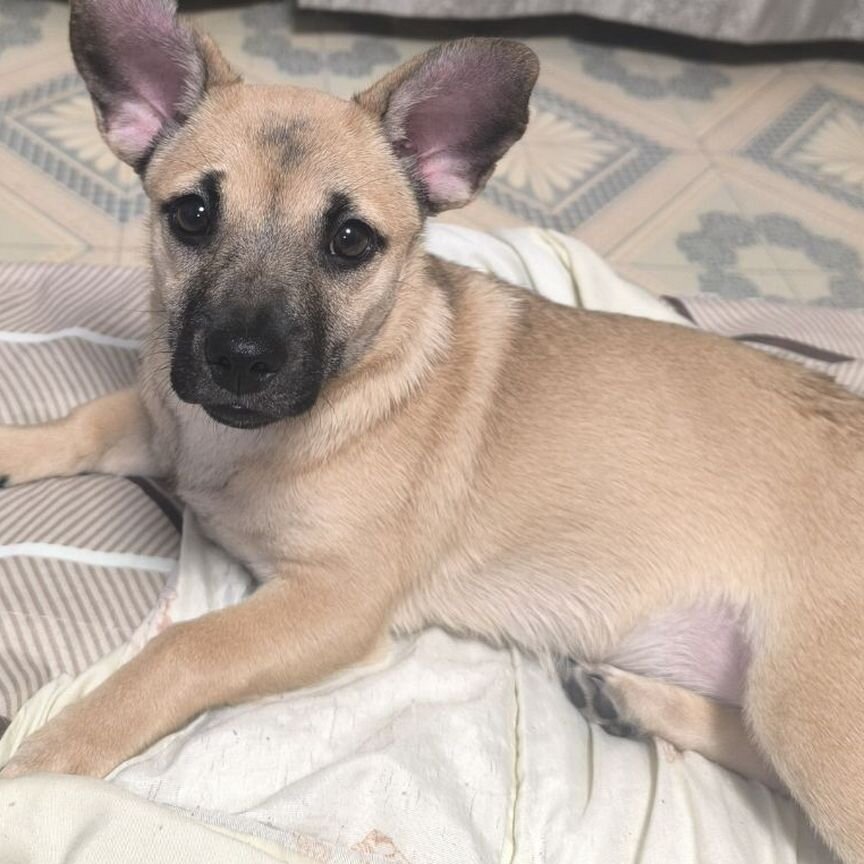 Щенок в добрые руки