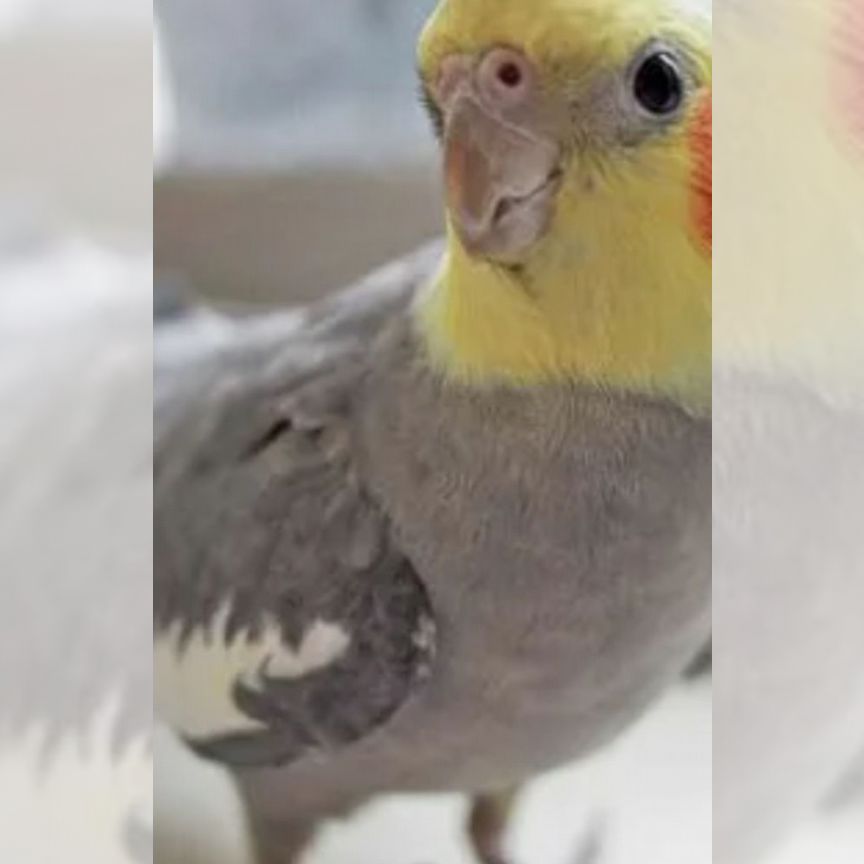 Попугай корелла мальчик