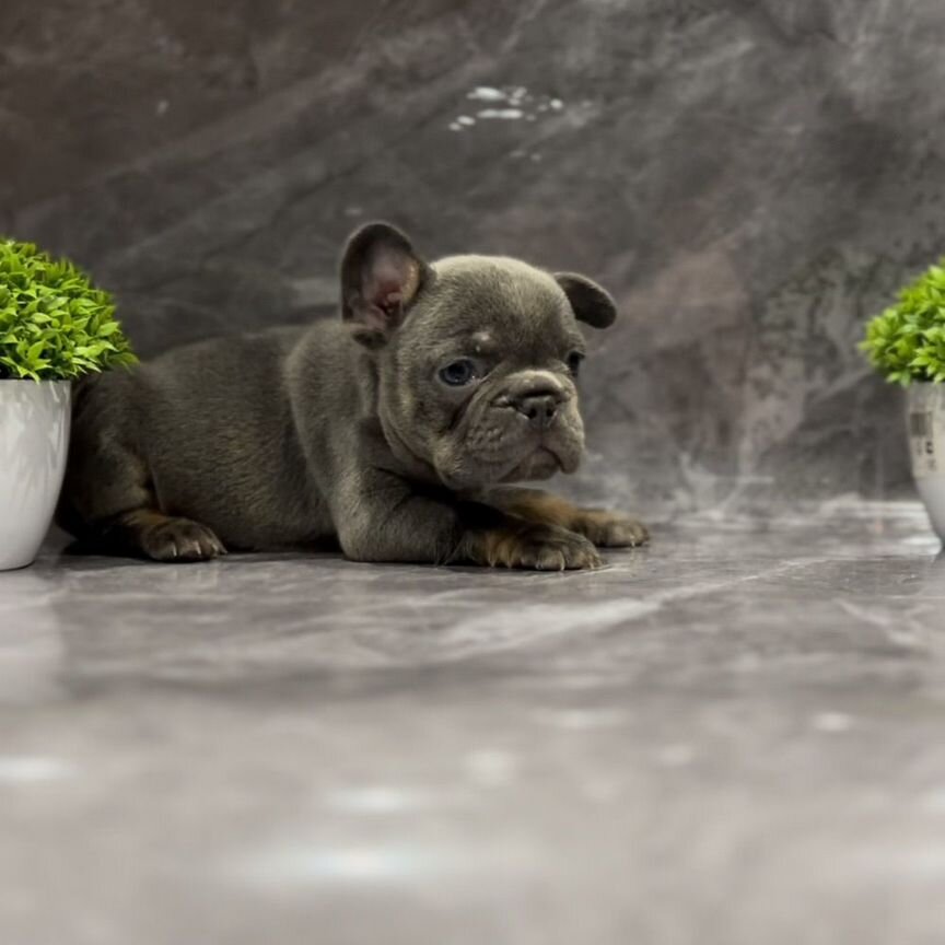 Французская булочка с корицей