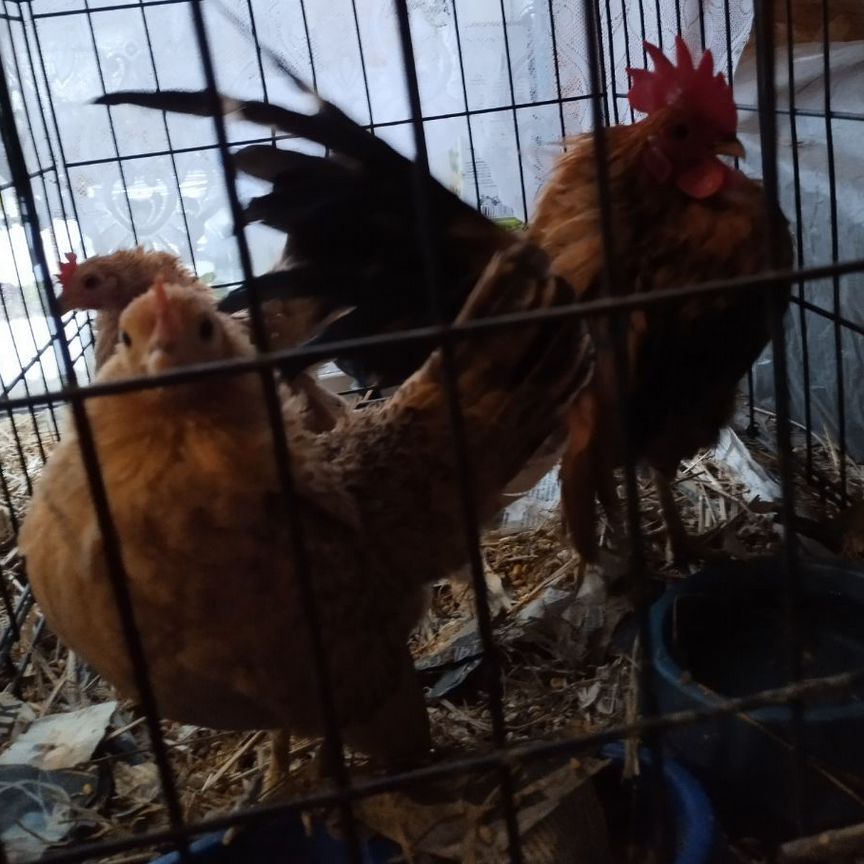 Малазийская серама, две семьи,2 петуха,4 кур