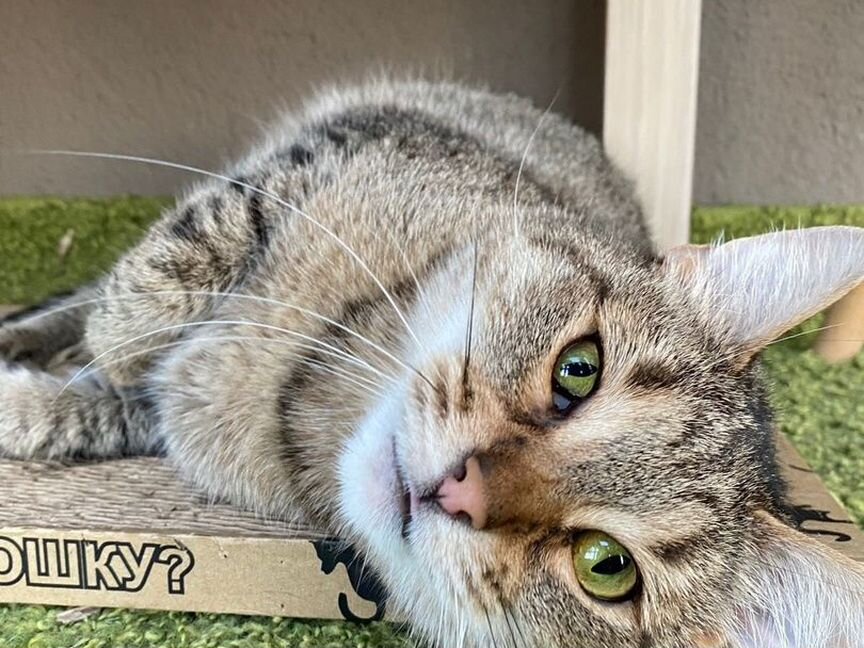 Кошечка очень очень нуждается в доме