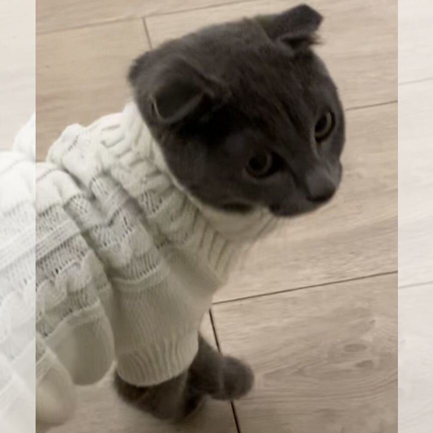 Шотландский вислоухий короткошёрстный котёнок